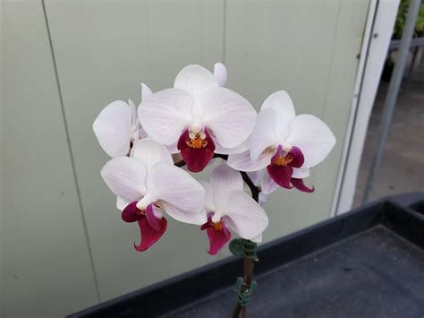 Phal. Little Gem Stripes – White Plains Orchids