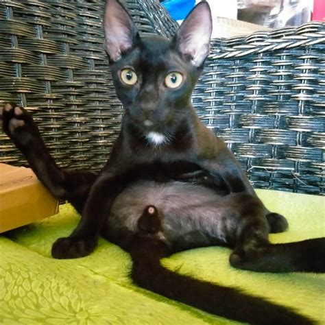 Super Init Rcatsofrph