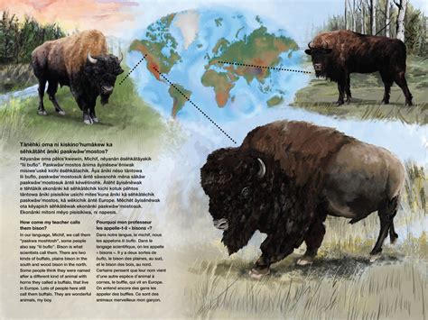 About Bison Types And The Michif Language Arts And Heritage