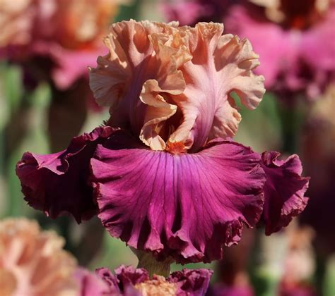 Sweet City Woman | Mid-America Garden