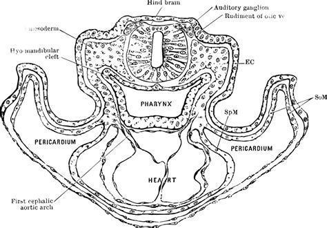 Vintage Illustration Of The Transverse Section Of A Rat Embryo Vector