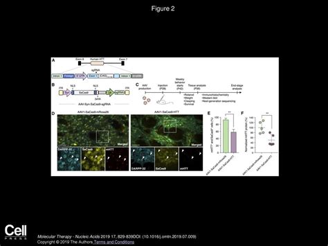 Crispr Cas9 Mediated Genome Editing Increases Lifespan And Improves Motor Deficits In A