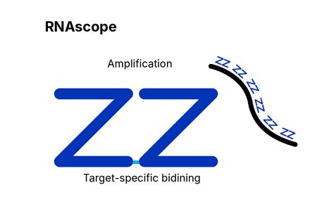 Rnascope Probes Bio Techne