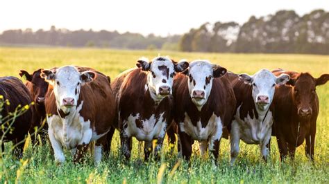 Bos Taurus Y Bos Indicus Fortalezas De Cada Rebaño Para La Producción