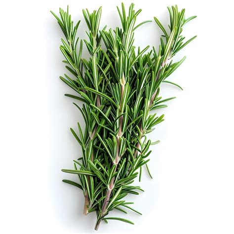 Premium Photo Fresh Rosemary Herb