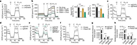 Pdss2 Expression Is Required And Sufficient To Promote Mitochondrial