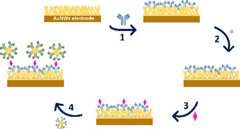 Figure 2 From Electrochemical Detection Of Human Immunoglobulin G Using