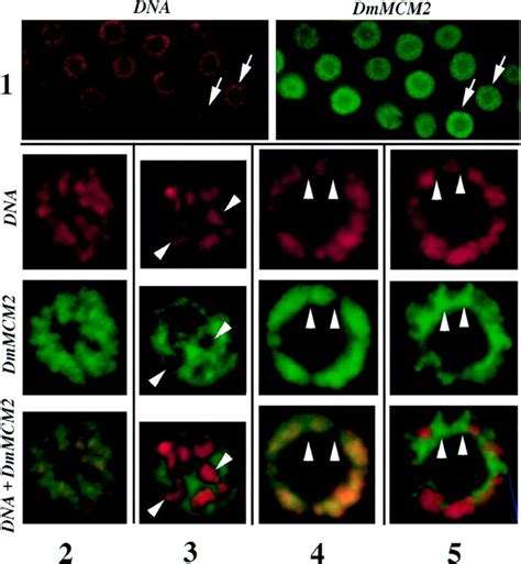 Chromosomal And Nucleoplasmic Localization Of DmMCM2 Polytene Nuclei