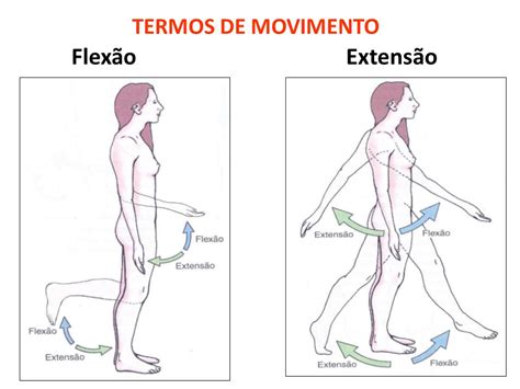 Movimento De Flexão E Extensão LIBRAIN