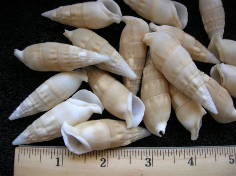 50 Real Cerith Sea Shells Arts Crafts Wedding Jewelry Seashell