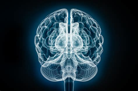 Xray 전뇌 3d 렌더링 그림의 후방 또는 후면도 인체 및 신경계 해부학 의료 건강 관리 생물학 과학 신경 과학 신경학 개념