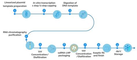 Rna Lnp Development And Synthesis Ubrigene