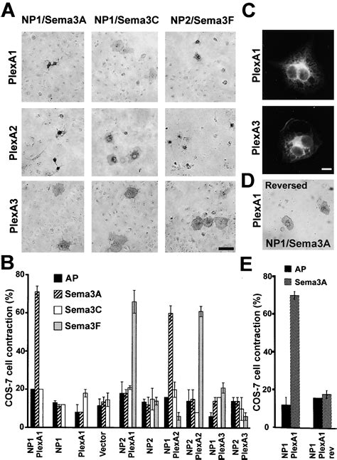 Plexina1 Autoinhibition By The Plexin Sema Domain Neuron