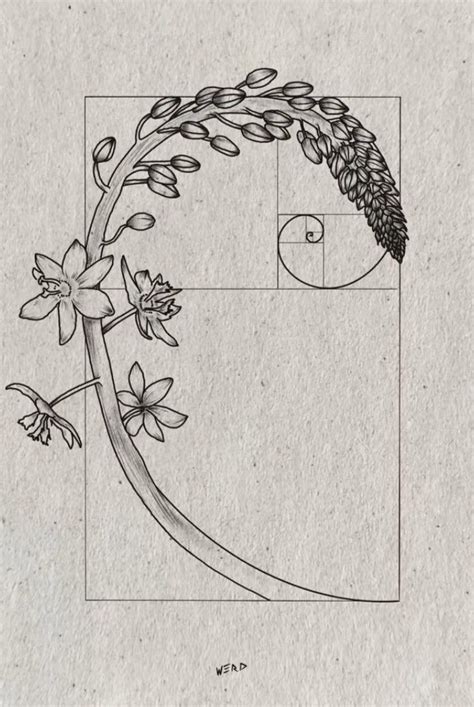 Pin De Kelley Bishop En Boredpanda Espiral De Fibonacci Espiral