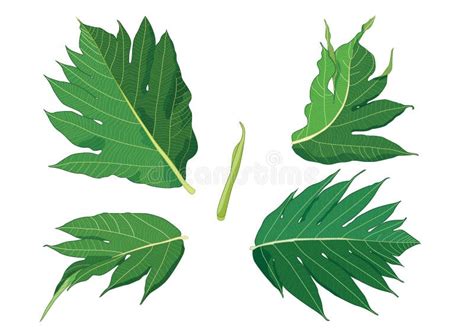 Breadfruit Leaf Stock Illustrations 802 Breadfruit Leaf Stock