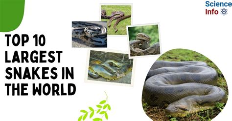 Top 10 Largest Snakes In The World