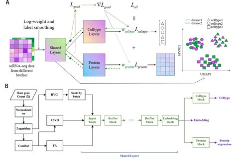 figure 2 from scmmt a multi use deep learning approach for cell