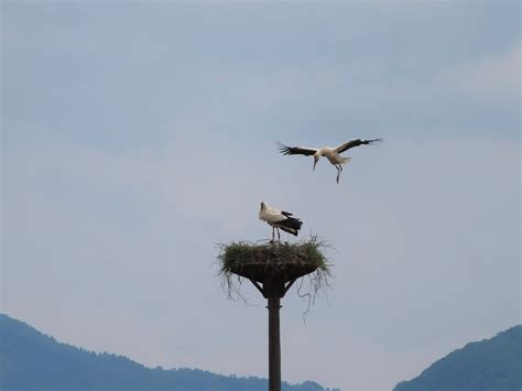 コウノトリ巣立ちのシーズン 近畿地方環境事務所 環境省
