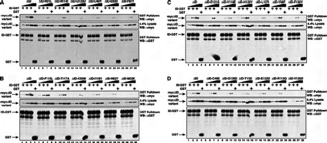 Mutations In The CARD And LATCH Domains Disrupt ID Binding In Trans