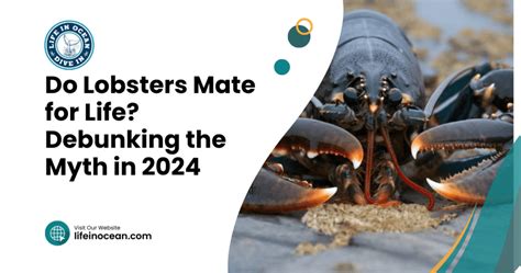 Do Lobsters Mate For Life Debunking The Myth In 2024