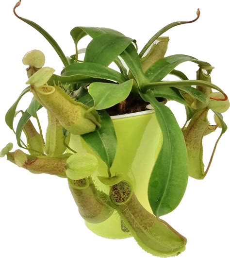 Nepenthes Hispida Beck Tropical Pitcher Plant 1 Plant The Guppy