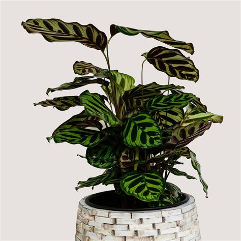 Peacock Plant Calathea Makoyana Plant