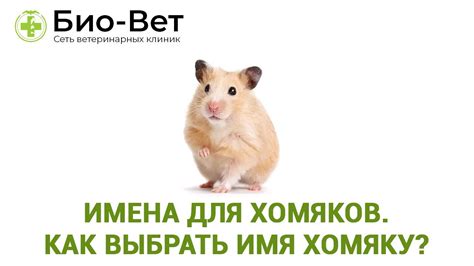 Имена для хомяков 🐹 Как выбрать имя хомяку девочке и мальчику Био Вет Youtube