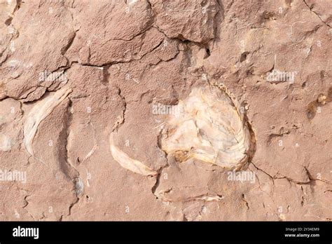 A Fossilised Seashell Trapped In A Rock Amidst The Desert Of The United Arab Emirates Remnants
