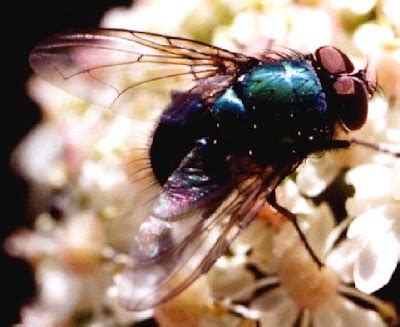 Compa Eros De Viaje Mosca Azul De Botella Calliphora Vomitoria