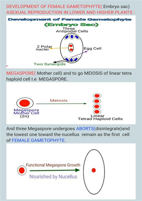 Solution Development Of Female Gametophyte Embryo Sac Asexual