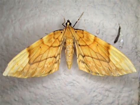 キマダラオオナミシャクGandaritis fixseni暁の蛾類図鑑
