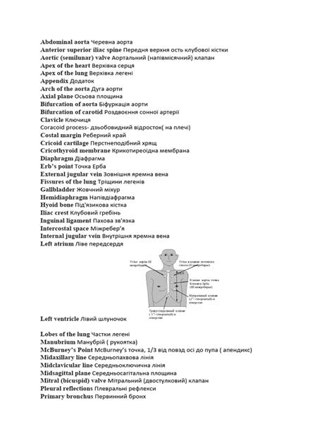 Abdominal Aorta Черевна аорта Pdf