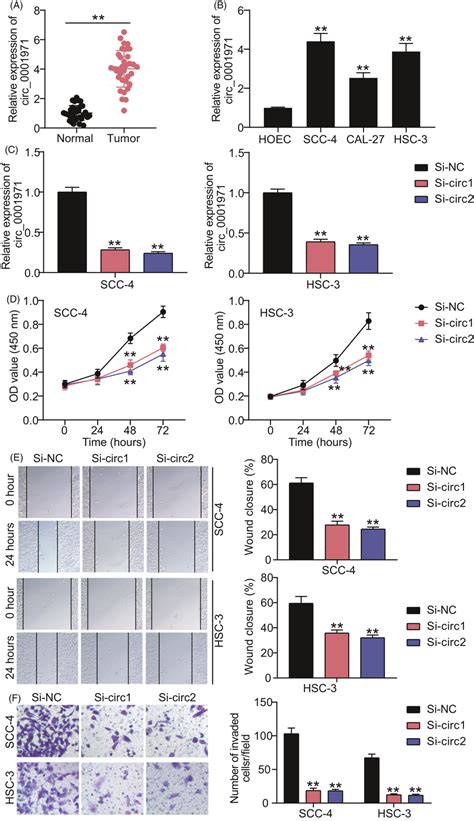 role of circrna 0001971 in oscc cells a and b the high expression of