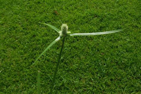 Landscaping Blog In Slidell And Baton Rouge La Greenseasons