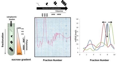 Modulation Of Gene Expression By Rna Binding Proteins Mrna Stability