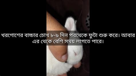 কত দিনে খরগোশ এর বাচ্চার চোখ ফুটে তা নিয়ে কিছু কথা। Youtube