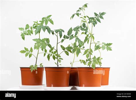 Growing Tomatoes From Seeds Step By Step Step 10 Seedlings Grow In