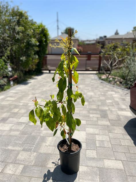 Hass Avocado Tree Grafted Very Cold Hardy Grafted Live Etsy
