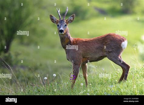 Curious Roe Deer Buck In Natural Habitat Capreolus Capreolus Stock