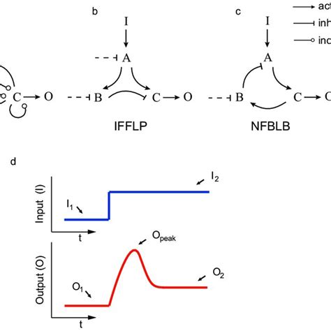 Circuit Topologies And Adaptive Response A Design Space B Download Scientific Diagram