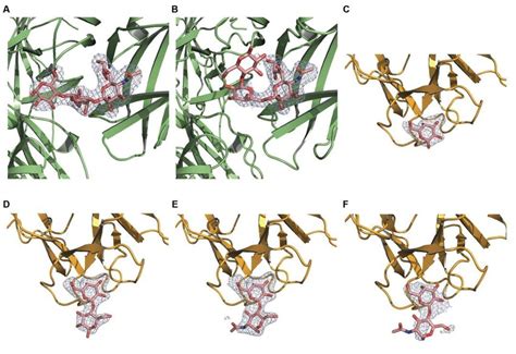 Figure S12 Fo Fc Omit Electron Density Maps Around The Bound Download Scientific Diagram