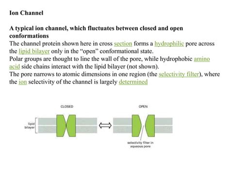 Unit 1transport Accross Cell Membranepptx