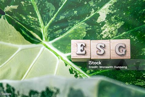 텍스트 Esg 배경 열대 우림의 아름 다운 자연 녹지와 나무 큐브 환경 사회 지배구조의 Esg 개념 지속 가능하고 윤리적인 기업