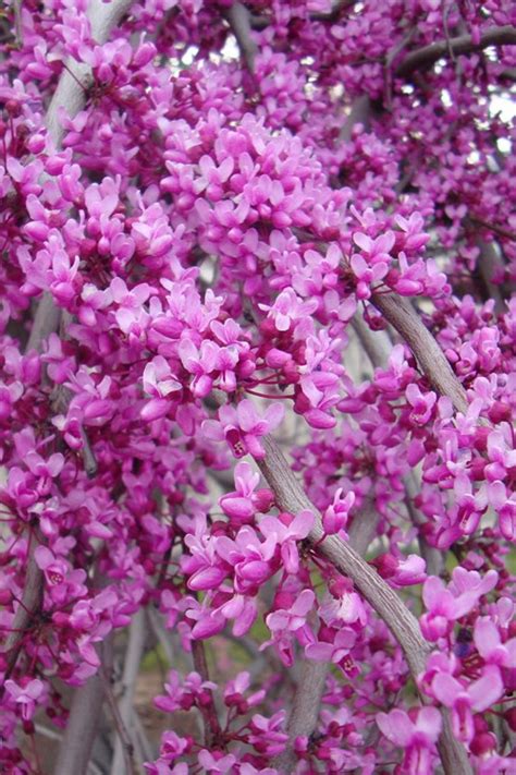 Buy Golden Falls Weeping Redbud Tree FREE SHIPPING Wilson Bros