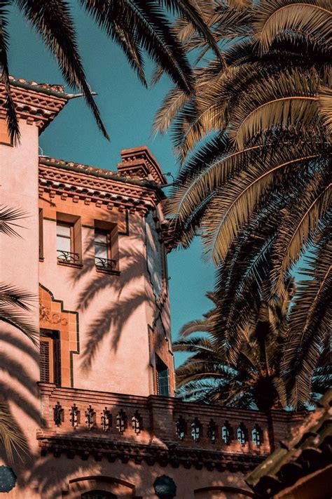 Palm Tree Aesthetic Wallpapers · 230 Backgrounds 🌴