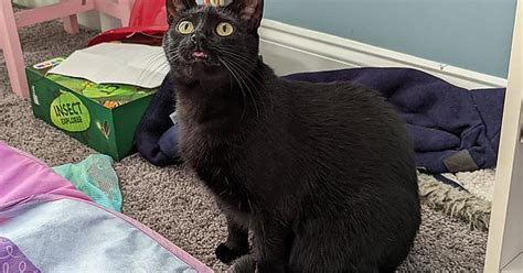 Happy Friday Heres A Derpy Blep From Cleo To You Imgur