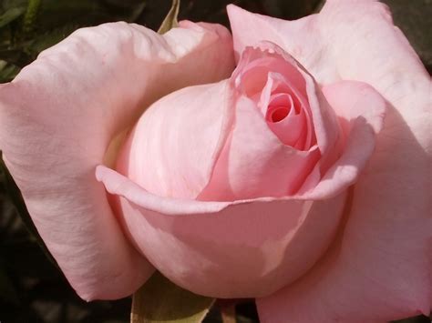 Die Farben der Rose – was bedeutet meine Lieblingsfarbe? • Rosenenergie