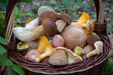 W tych miejscach jest wysyp grzybów Grzybiarze wychodzą z pełnymi koszami
