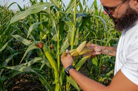 Farmer Standing In Corn Field Inspecting Corn Cobs Stock Image Image