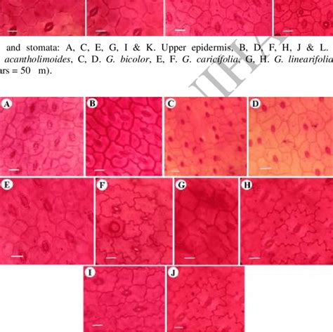 Epidermis And Stomata A C E G I And K Upper Epidermis B D F H
